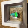 Natural "tiger Stripe" Multicoloured Boulder Opal - Etsy