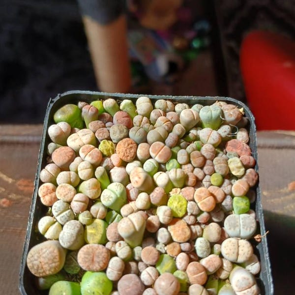 Baby Lithops Living Stones | 50-70 Pcs in 2” Pot | Rare Mix Succulents ...
