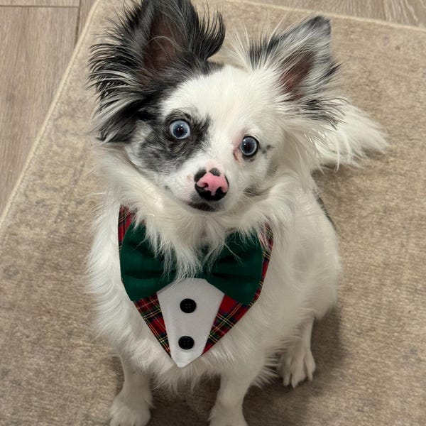 Tuxedo Dog Bandana, Seersucker Pink and Blue Dog Bandana With Snaps ...