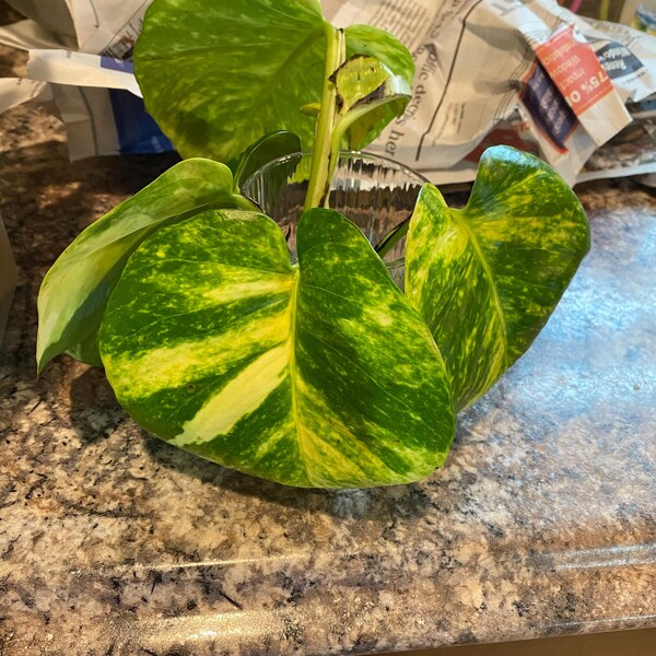 Live 2 Rooted Hawaiian Pothos L Epipremnum Aureum - Etsy