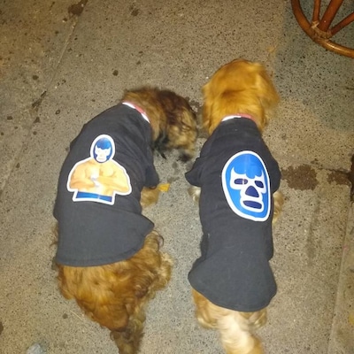 Blue Demon Sticker Mexican Sticker Mexico Sticker Mexican - Etsy