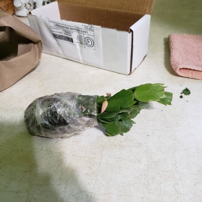 Tylecodon Paniculatus Bonsai Tree Cactus Plant Succulent-easy to Grow ...