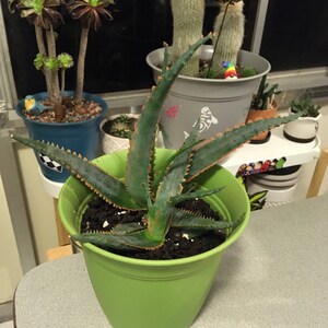 Aloe swordfish 1 Plant PPAF Hybrid , Fully Rooted, Flowering Succulent ...