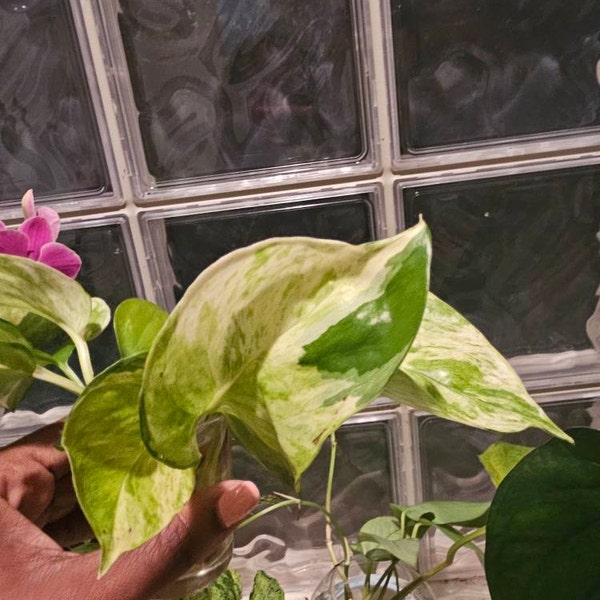 Potho Manjula High Viraigation Rare, Cuttings & Established Plants - Etsy