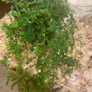 4 Peacock Fern Rainbow Spikemoss selaginella Uncinata Live Plant Fairy ...