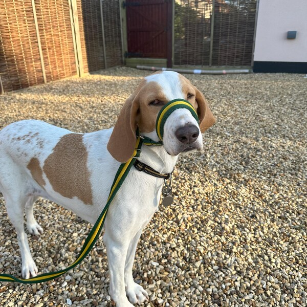 Pow Graffiti Dog Bandana Collars Leads Harnesses and More Fully ...
