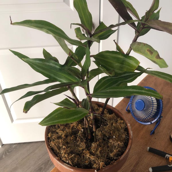 Double Rose Pikake (hawaiian Pronunciation of “peacock”) a Sweet ...