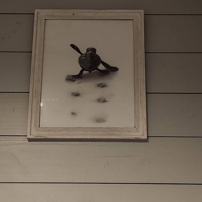 Baby Sea Turtle Graphite Drawing Print A3 A4 A5 Signed by - Etsy