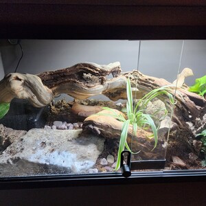 Exotic Grapevine for Terrariums, Reptiles, 24 - Etsy