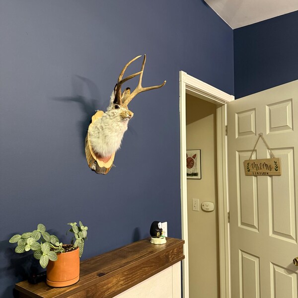 Weathered Exotic Ibex Skull Horn Mount Taxidermy Man Cave Cabin Sheep ...