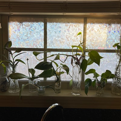 Sea Life Window Clings. Shark, Dolphin, Seahorse, Shell Sun Catcher ...