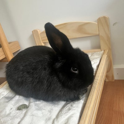 Digital Download Plans for Luxury Bunny Cubby Free Roam Bunnies Cat ...