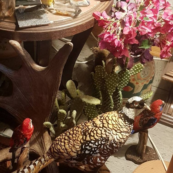 Taxidermy Bird Stuffed Bird AFRICAN SULTAN CHICKEN Porphyrio ...