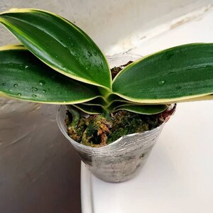 Phal. Sogo Vivien 'SOGO F858' variegata & Peloric, Blooming Size, FREE Shipping - Etsy