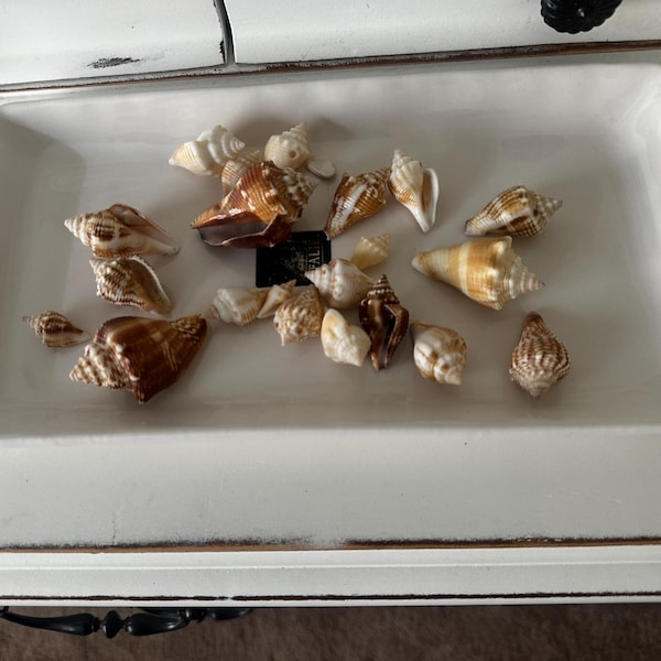 Framed Scallop Shell Art, Shell Art, Sea Shell Art, Sanibel Sea Shell ...