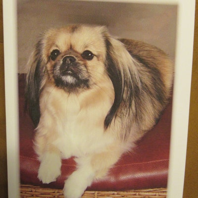 Minpin 2 Miniature Pinscher Note Cards - Etsy