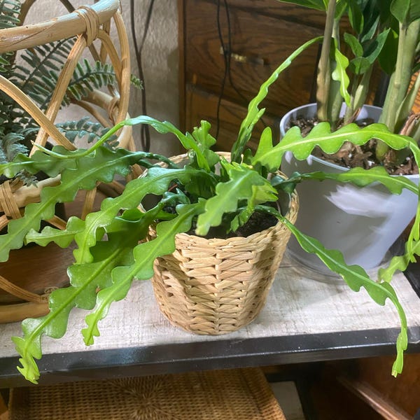 Scindapsus Neon Queen in 5" Pot - Etsy