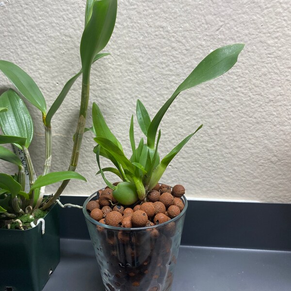 Orchid Insanity --onc. Twinkle 'fragrant Fantasy' -- Fragrant Blooms ...