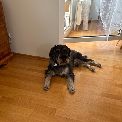 Cute Dog Car Sticker Dog Sticker - Etsy