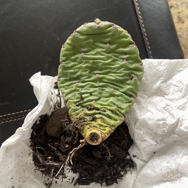 Peace Dove Tree Topper Gold Olive Branch Gift Idea Sale Metal Wall ...