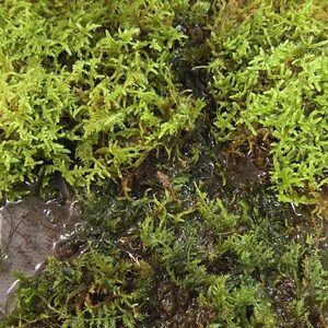 American Tree Moss - Etsy