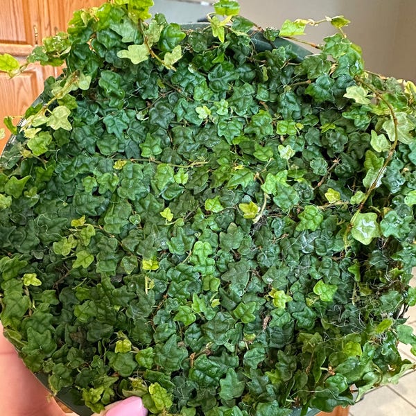 4" African Violet “cabbage Patch” - Etsy