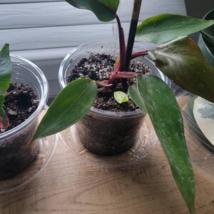 Alocasia tiny Dancer Starter Plant ALL STARTER PLANTS Require You to ...