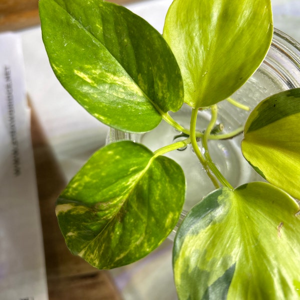 Rare Pothos Cuttings Mix- Marble Pothos / Heart Leaf Philodendron ...
