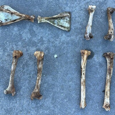 Deer Leg Bones Set of 4 - Etsy