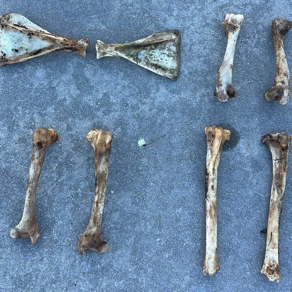 Deer Leg Bones Set of 4 - Etsy