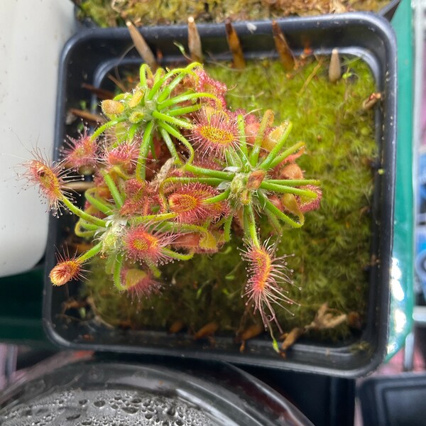 Carnivorous Plant Soil (pygmy Sundew Mix) - Etsy