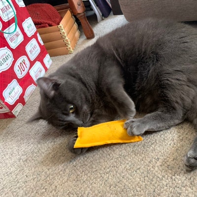 Catnip French Fries 3 Pack Cat Toy, Cat Treat Ready to Ship, Gift for ...