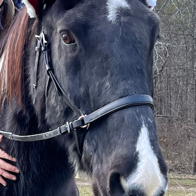 Pattern Pack: 7 Bronc Halter & Noseband Templates for Leatherwork - Etsy