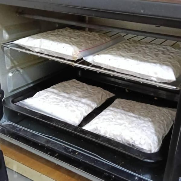 Soy-free Organic Tempeh Starter Culture - 100g, Rhizopus Oligosporus ...