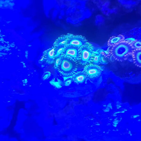 Eagle Eye Zoanthids Rare & Quarantined Live Saltwater Plants Aquacultured in USA almost WYSIWYG ...