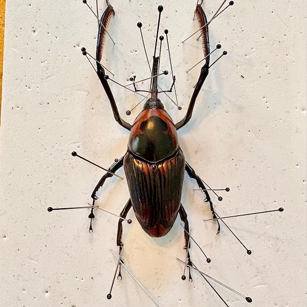 RARE: Formosana Longhorn Pincer Beetle Trictenotoma Papered Real Insect ...