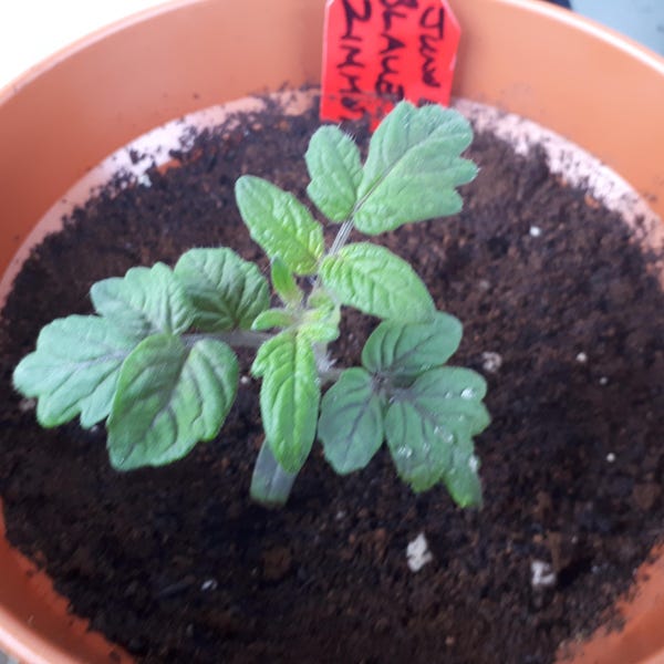 Vilma Micro Dwarf Tomato Seeds, 30cm/12" Tall (solanum Lycopersicum ...