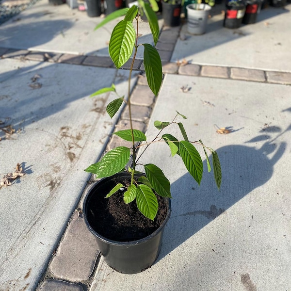 Loquat Níspero Japones Live Tree - Etsy