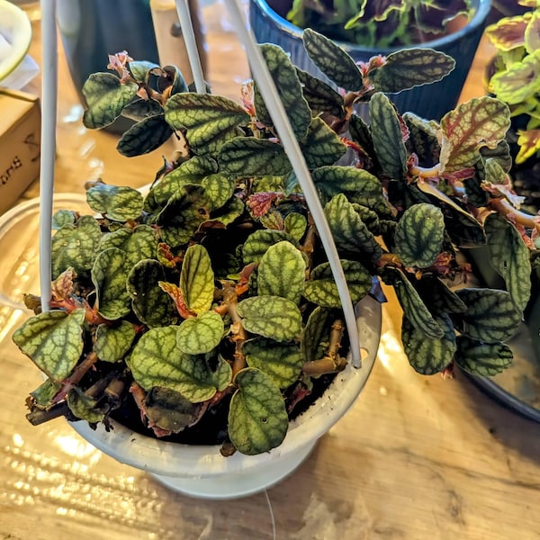 Trailing Watermelon Begonia (pellionia Pulchra, Potted Plant, Ships ...
