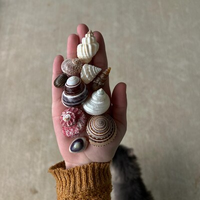 Polished Trochus Shell 2 2.25 White Pearl Turbo Seashell Beach Decor ...