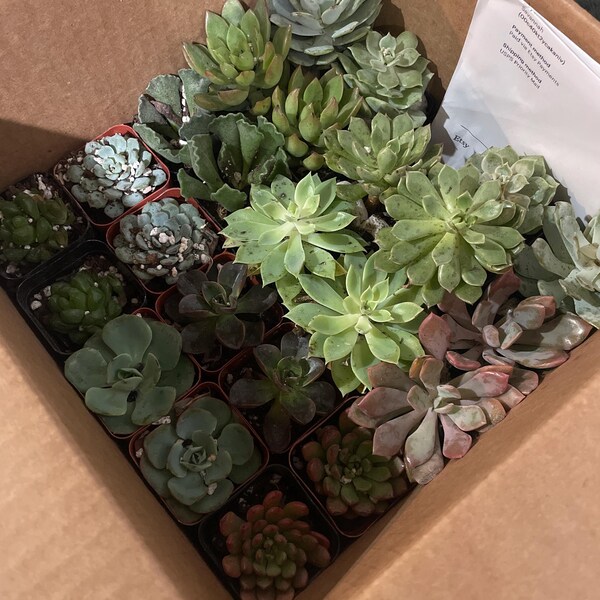 12 Succulents-sets - Etsy