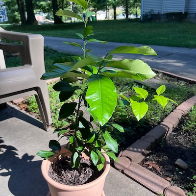 Thornless Mexican Key Lime Tree 26-30 Tall Gallon Pot Live Plant Citrus ...