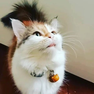 Coco & Pud Windflower Cat Harness | Etsy