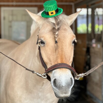 Crinet Crest of Neck Foam Armor for Horses or Ponies Criniere Medieval ...