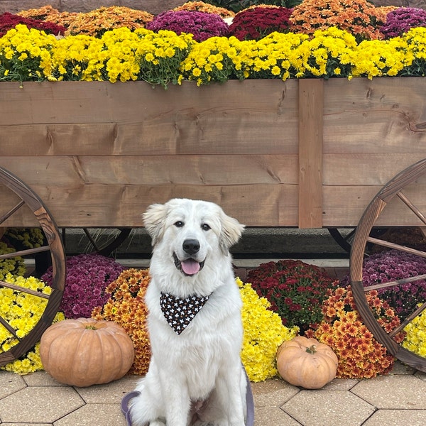 Roll the Dice | Instant Download | Gross Motor Movement & Regulatory ...