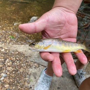 Tabory Snake Fly, 3 Each - Etsy