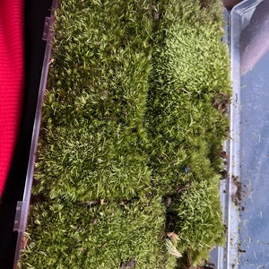 Live Clean and High Quality Planted Sheet Moss & Cushion Moss for ...