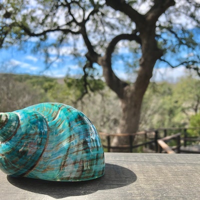 Bumble Bee Shells Bee Hive Shells Engina Mendicaria 1/4 1/2 Black and ...