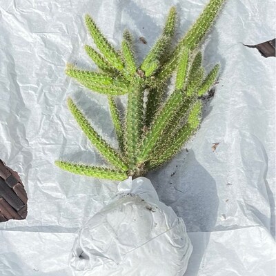 Rat Tail Cactus 2 - Etsy