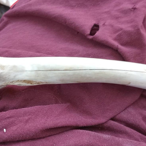 Deer Femur Bone - Etsy